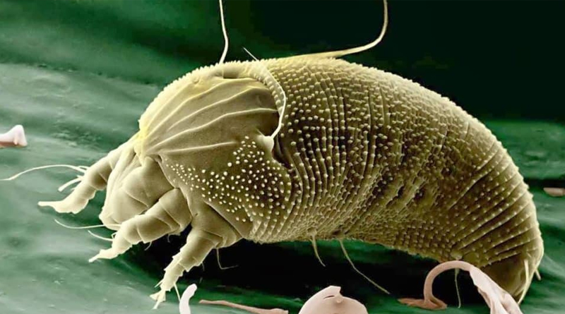 Gale (Sarcoptes scabiei) – Enipse prévention